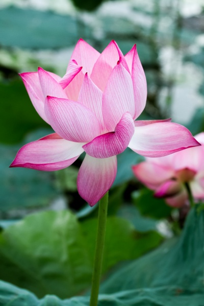 Datei:Lotus.jpg - Gesundheits-Ratgeber & Lexikon | Gesundpedia.de